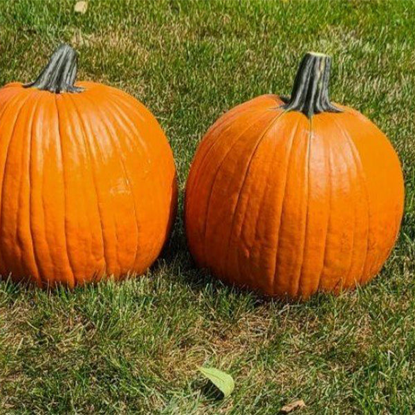 Tons of Fun F1 Treated w/ Farmore Pumpkin Seeds | Osborne Farm Seeds