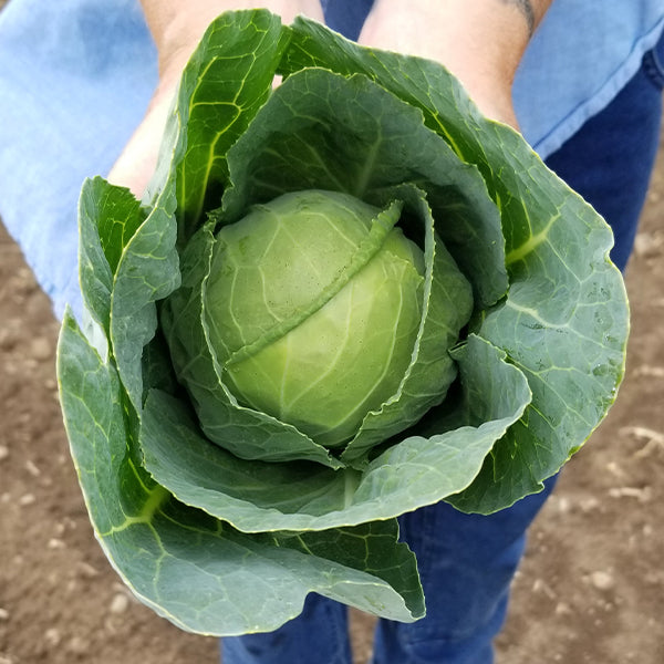 Katarina F1 Untreated Cabbage Seeds | Osborne Farm Seeds