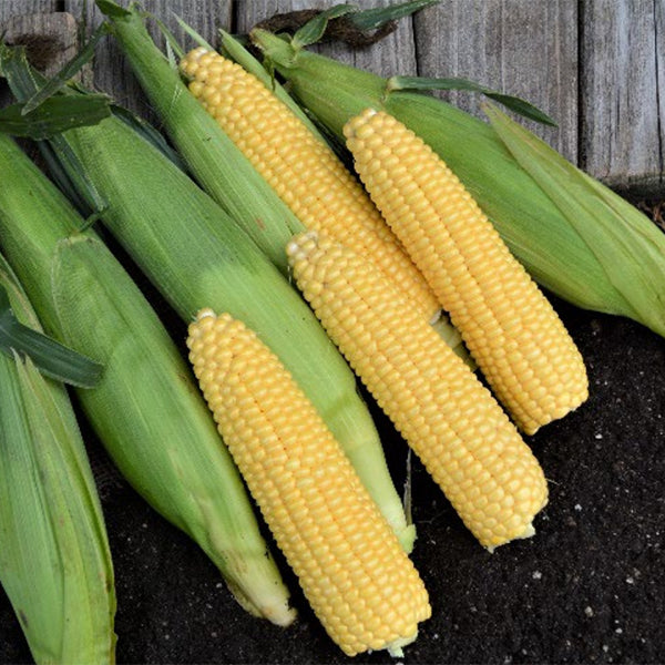 Sprinter XR F1 Untreated Corn Seeds | Osborne Farm Seeds
