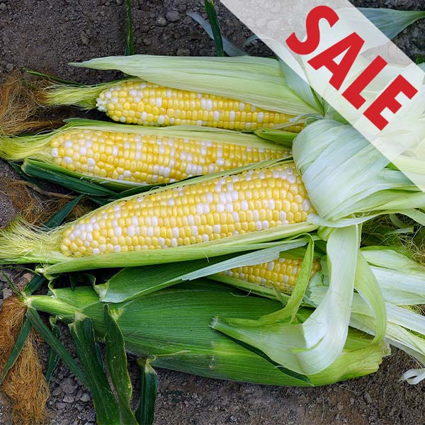 Kristine F1 Untreated Corn Seeds | Osborne Hybrid Farm Seed Company