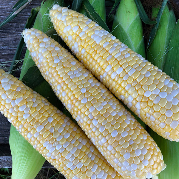 Progression F1 Treated Corn Seeds | Osborne Hybrid Farm Seed Company