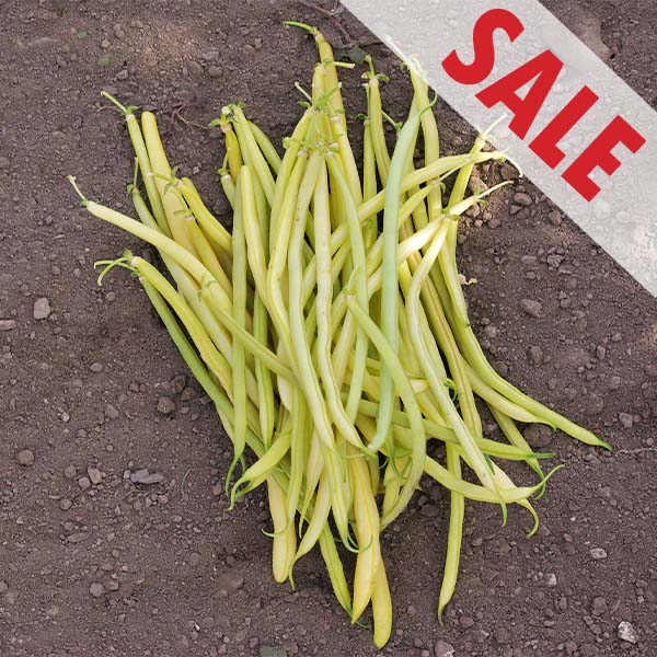Monte Gusto Untreated Bean Seeds | Osborne Farm Seed Supplier