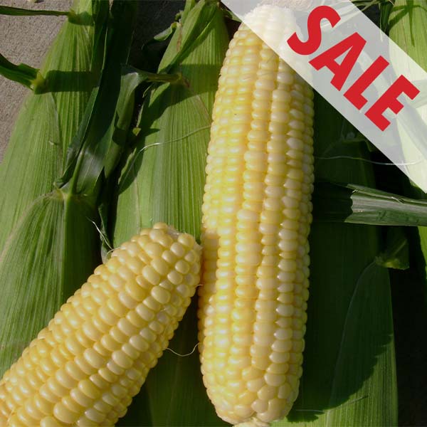 Inferno F1 Untreated Corn Seeds | Osborne Hybrid Farm Seed Company
