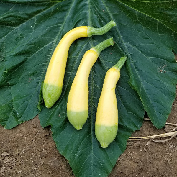 Zephyr F1 Untreated Squash Seeds | Osborne Hybrid Farm Seed Company