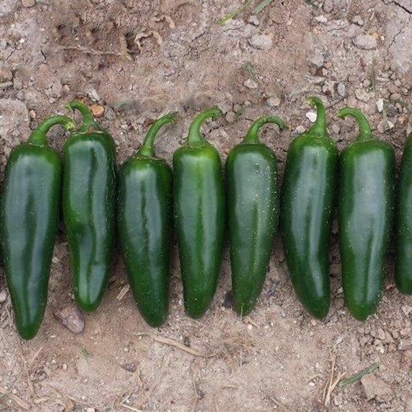Jedi F1 Untreated Pepper Seeds | Osborne Hybrid Farm Seed Company