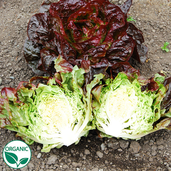 Alkindus Organic, NOP-Compliant Pellet, Lettuce Seeds | Farm Seed