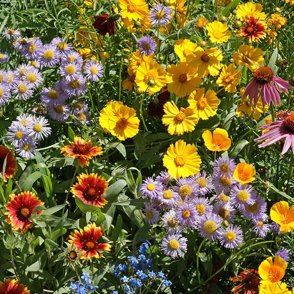 Bee Feed Mix Untreated Cover Crop Seeds | Osborne Farm Seed Supplier