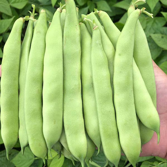 Navajo Untreated Bean Seeds | Osborne Farm Seed Supplier