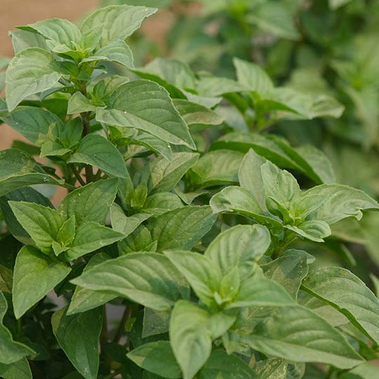 Basil Everleaf Lemon Untreated Herb Seeds | Osborne Farm Seed Supplier