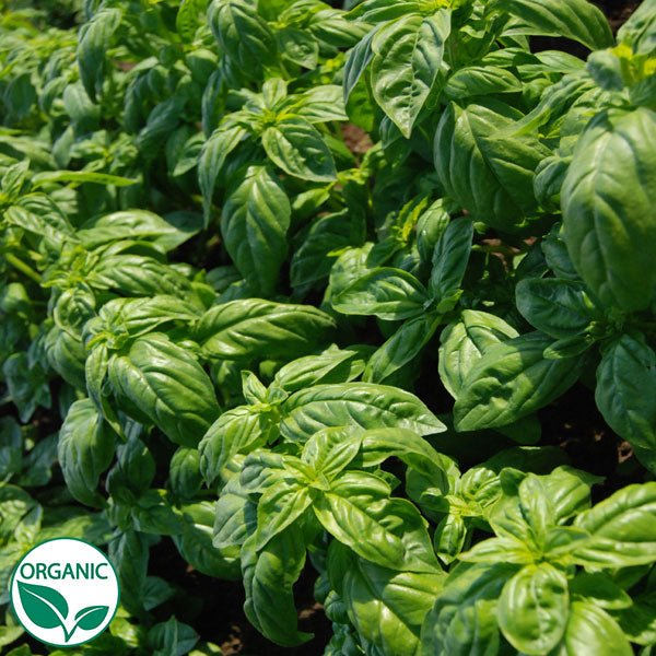 Basil Italian Large Leaf Organic Herb Seeds | Osborne Organic Farm Seed ...