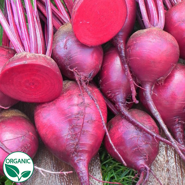 Beet, Red - Merlin F1 Organic Seeds
