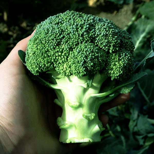 Broccoli Green Gold F1 Untreated | Osborne Farm Seed Supplier