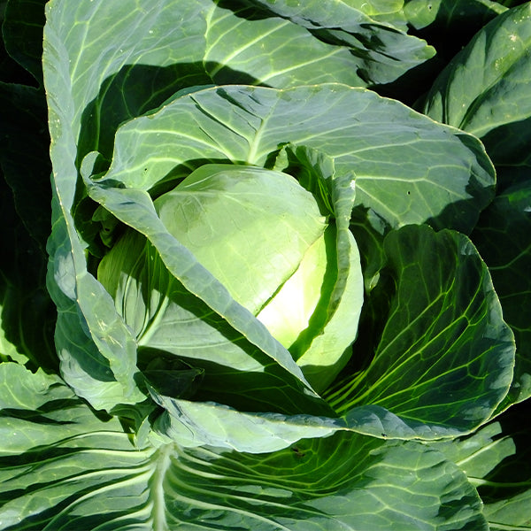 Primo Vantage F1 Treated Green Cabbage Seeds