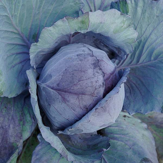 Redma RZ F1 Untreated Red Cabbage Seeds