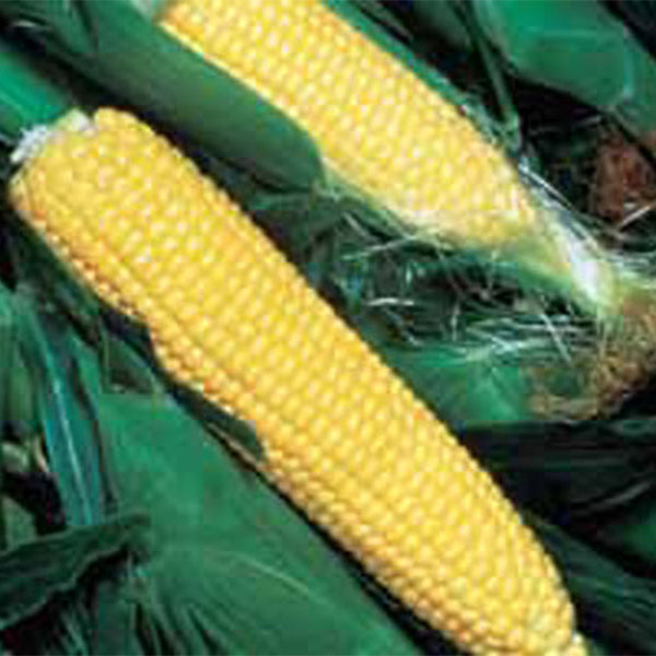 Golden Jubilee F1 Treated Yellow Corn Seeds