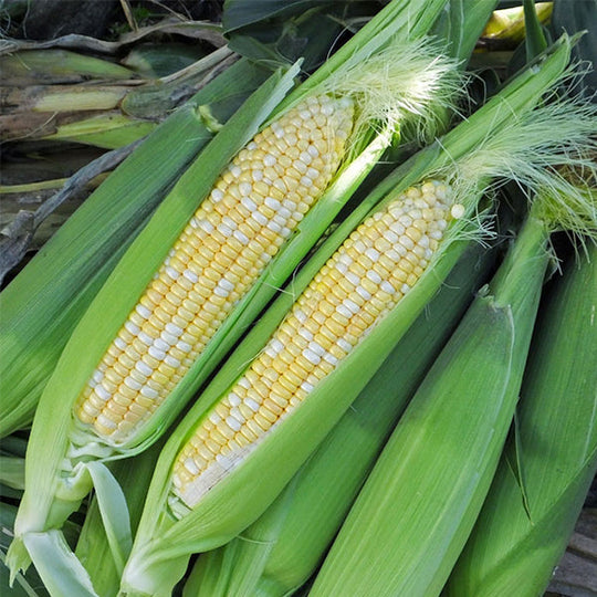 Hero XR F1 Treated w/ Cruiser Bicolor Corn Seeds