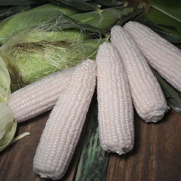 Magnolia MXR F1 Untreated Corn Seeds | Osborne Farm Seed Supplier