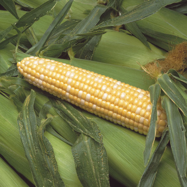 Corn Bicolor Peaches & Cream Early F1 Untreated | Osborne Farm Seed ...