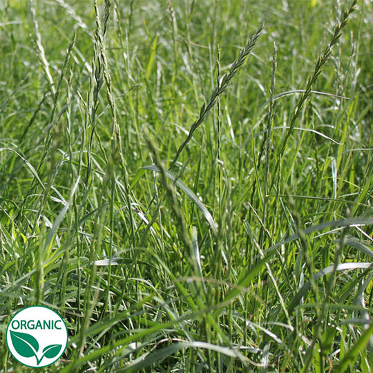 Annual Ryegrass Organic Cover Crop Seeds