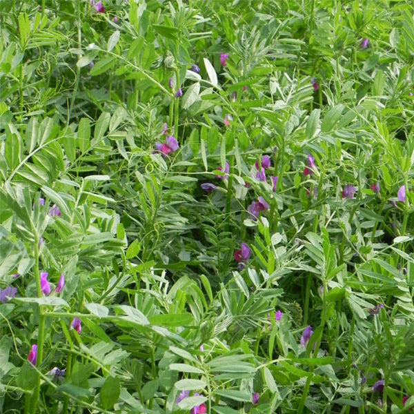 Common Vetch Organic Cover Crop Seeds