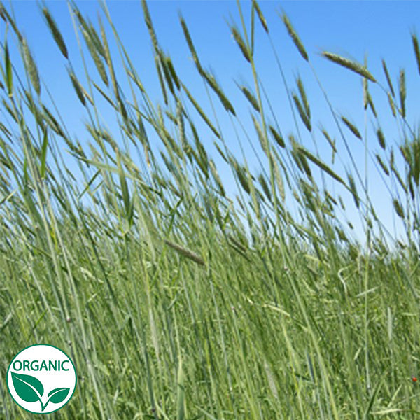Merced Rye Organic Cover Crop Seeds