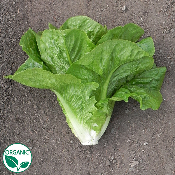 Coastal Star Organic, NOP-Compliant Pellet Lettuce Seeds