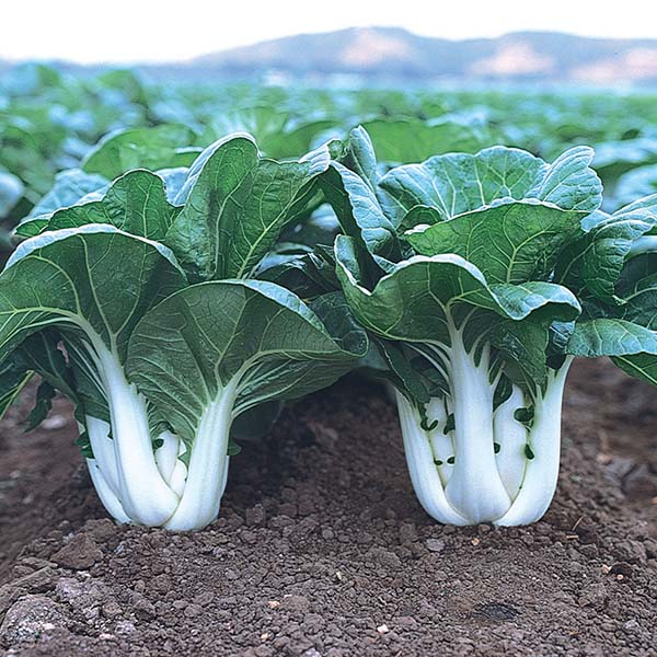 Joi Choi Promax 13.0 F1 Treated W/ Conventional Pellet Pak Choi Seeds