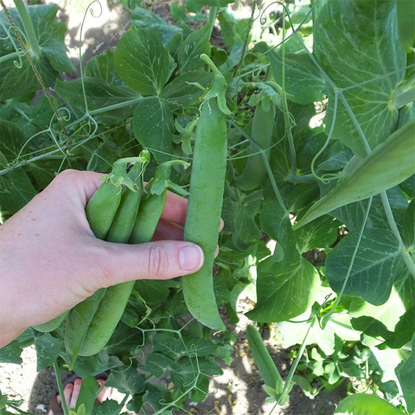 Mr. Big Treated Shelling Pea Seeds