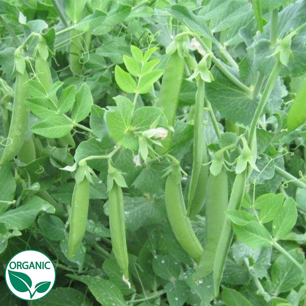 SS 141 Organic Snap Pea Seeds