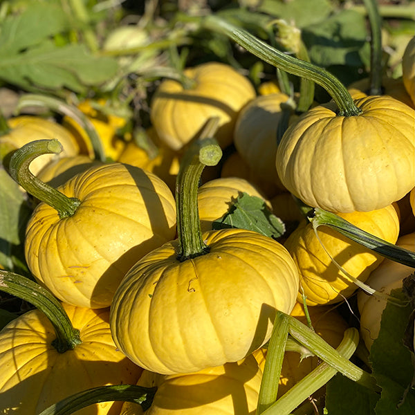 Pumpkin Mini Lemon Cake F1 Untreated | Osborne Farm Seed Supplier