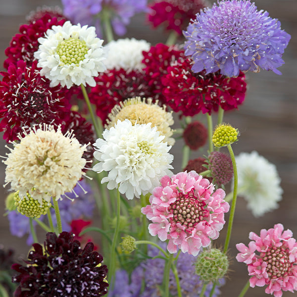 Formula Mix Untreated Scabiosa Flower Seeds