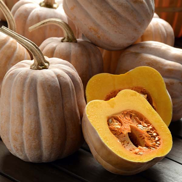 Autumn Frost F1 Untreated Specialty Squash Seeds