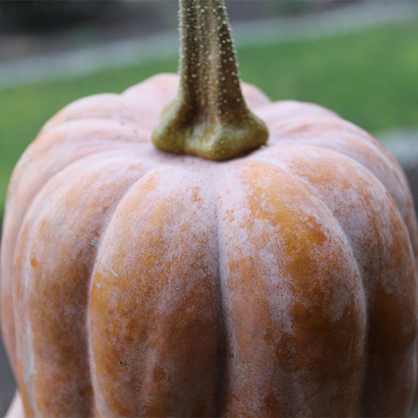 Autumn Frost F1 Untreated Specialty Squash Seeds