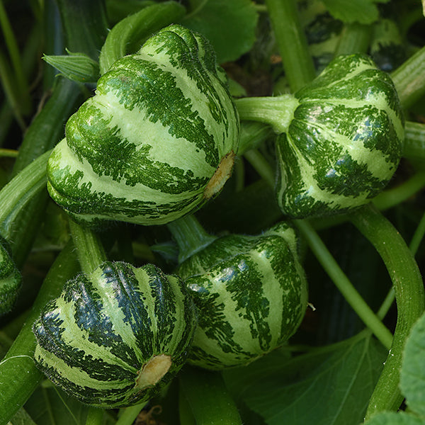 Squash Scallop Green Lightning F1 Untreated | Osborne Farm Seed Supplier
