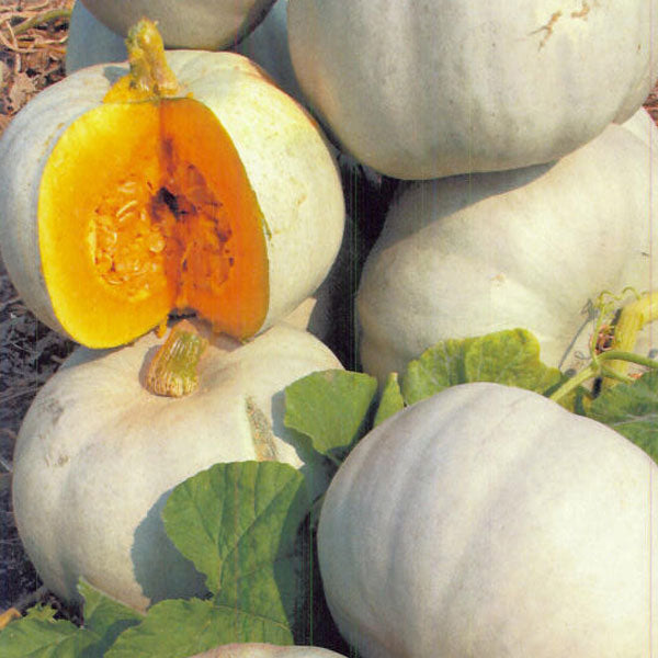 Grey Ghost F1 Untreated Specialty Winter Squash Seeds