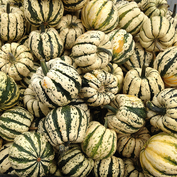 Sweet Dumpling Untreated Delicata Squash Seeds