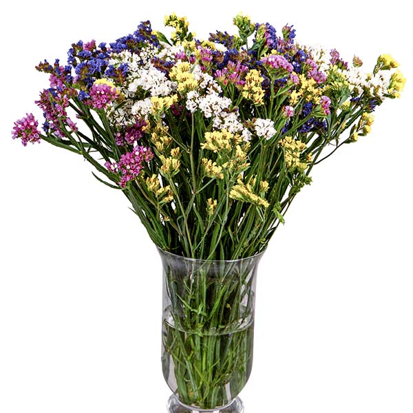 Hipster Mix Untreated Statice Flower Seeds | Osborne Farm Seed Supplier