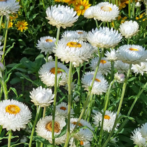Flower Strawflower Antique White Organic Seeds | Osborne Farm Seed Supplier