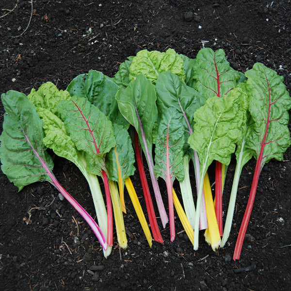 Aurora Formula Mix Untreated Swiss Chard Seeds