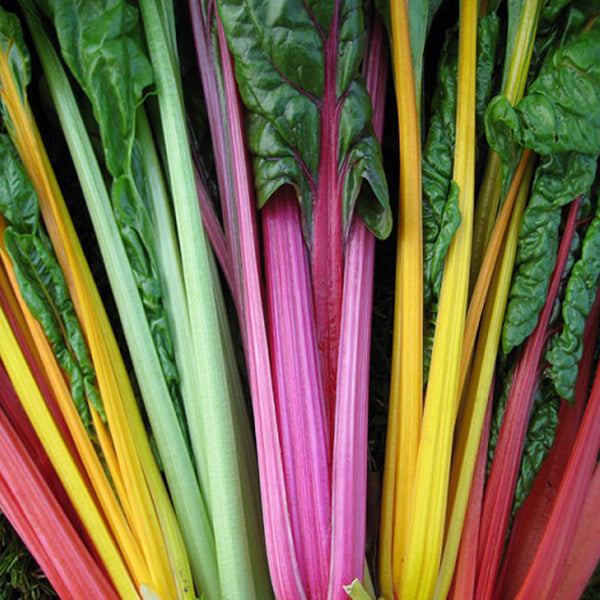 Aurora Formula Mix Untreated Swiss Chard Seeds