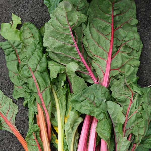 Celebration Swiss Chard Seeds