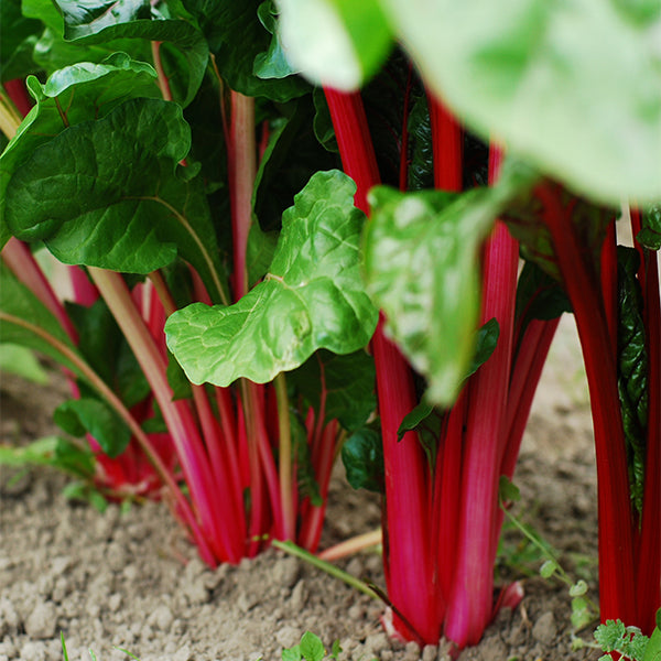 Magenta Sunset Untreated Pink Swiss Chard Seeds