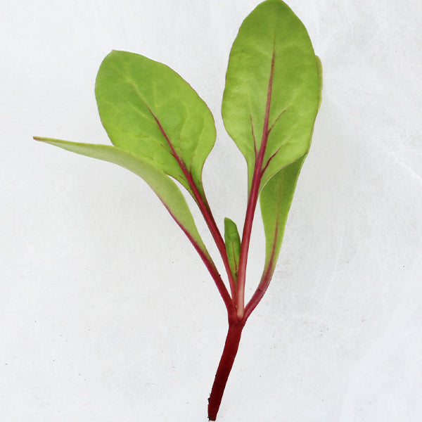 Magenta Sunset Untreated Pink Swiss Chard Seeds