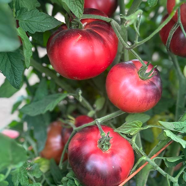 Blue Tonic F1 Organic Tomato Seeds | Osborne Farm Seed Supplier