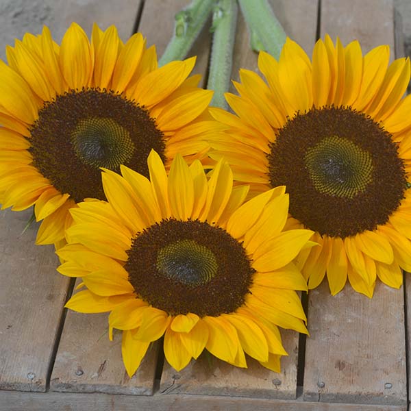 Golden Ray F1 Organic Sunflower Seeds