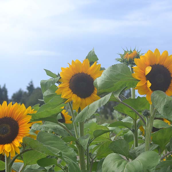 Golden Ray F1 Organic Sunflower Seeds