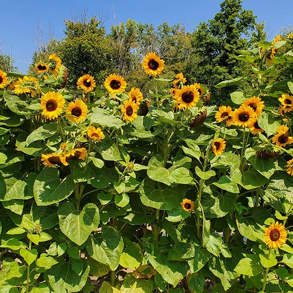 Golden Ray F1 Organic Sunflower Seeds
